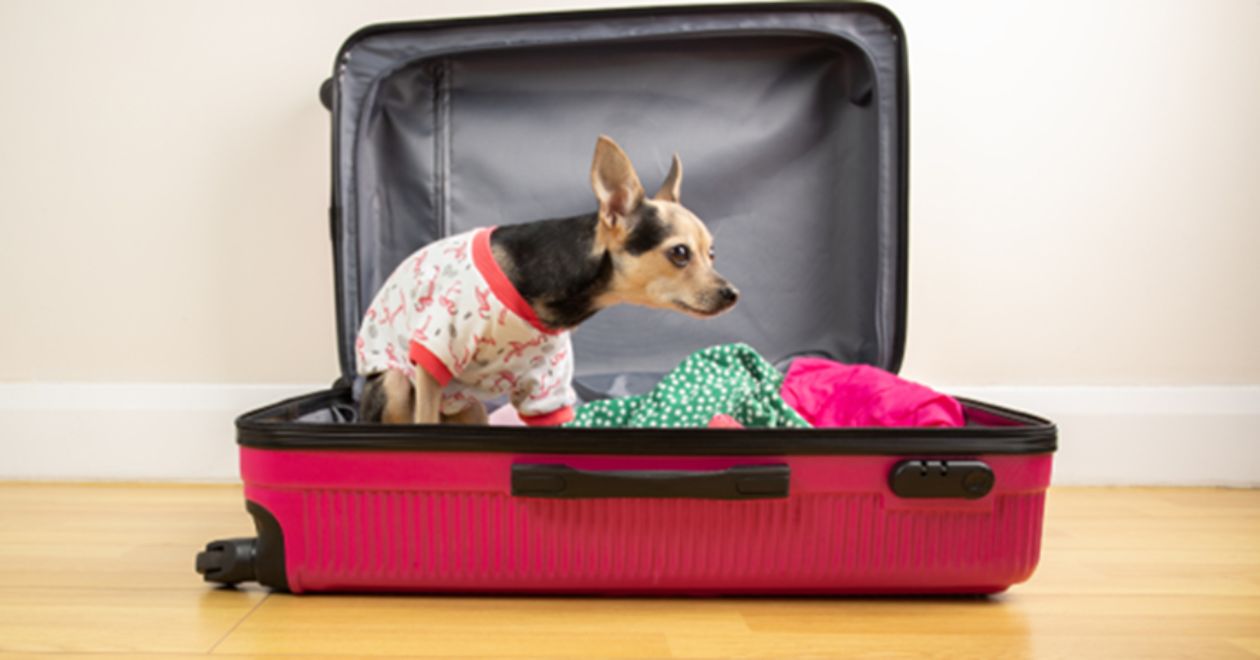 Checklist de documentos para viajar com seu pet com segurança | Allianz ...