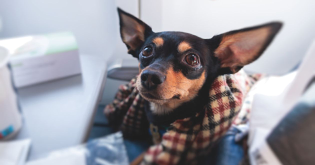 Checklist de documentos para viajar com seu pet com segurança | Allianz ...